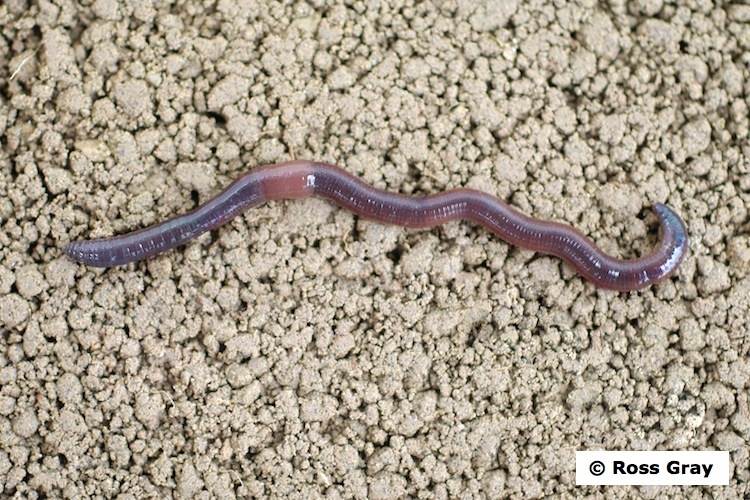 Southern worm — Science Learning Hub