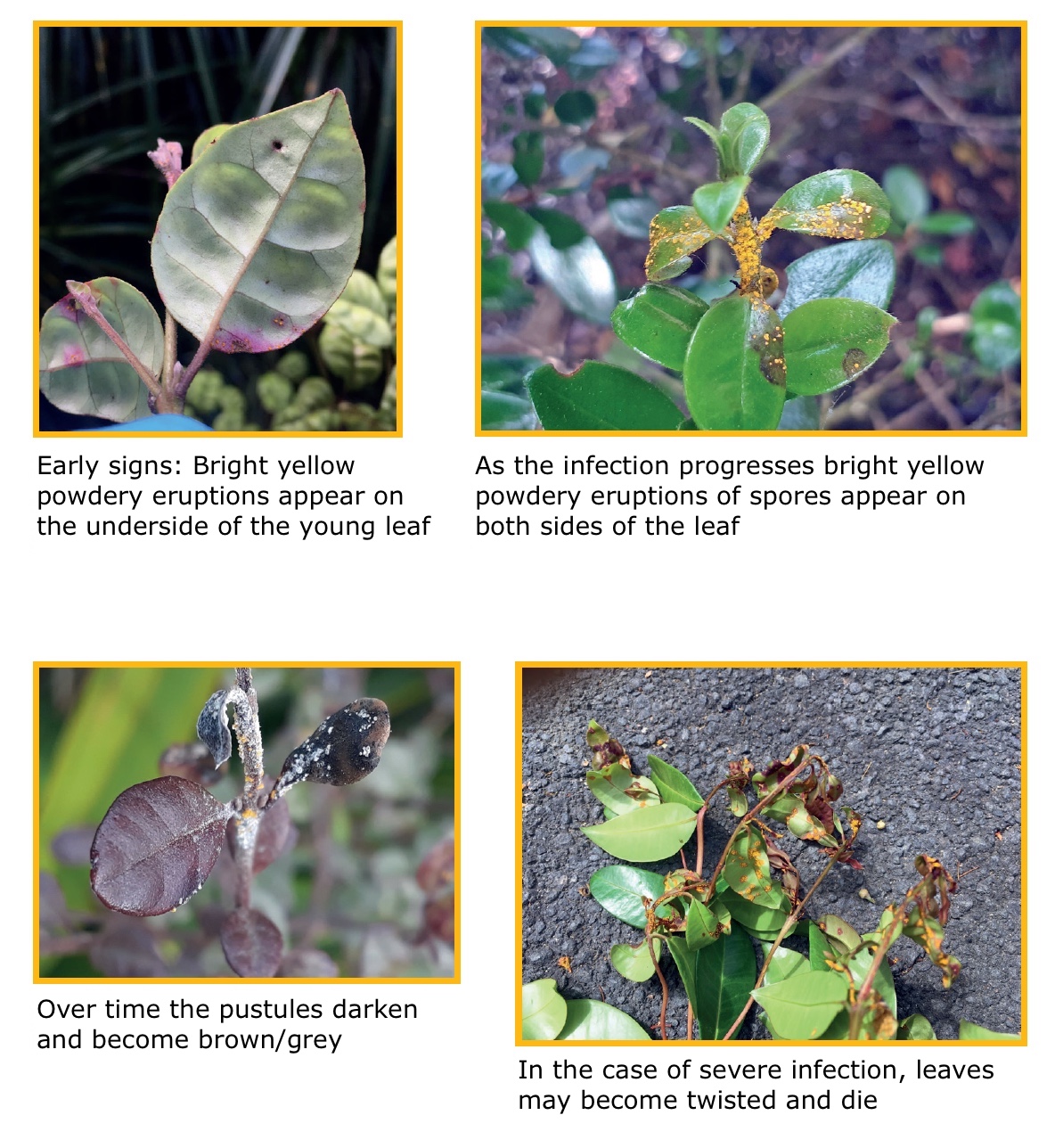 Myrtle rust — Science Learning Hub