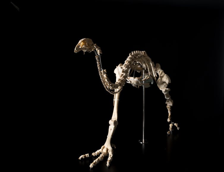 Moa remains — Science Learning Hub