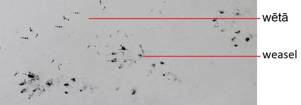 Wētā and weasel footprints — Science Learning Hub