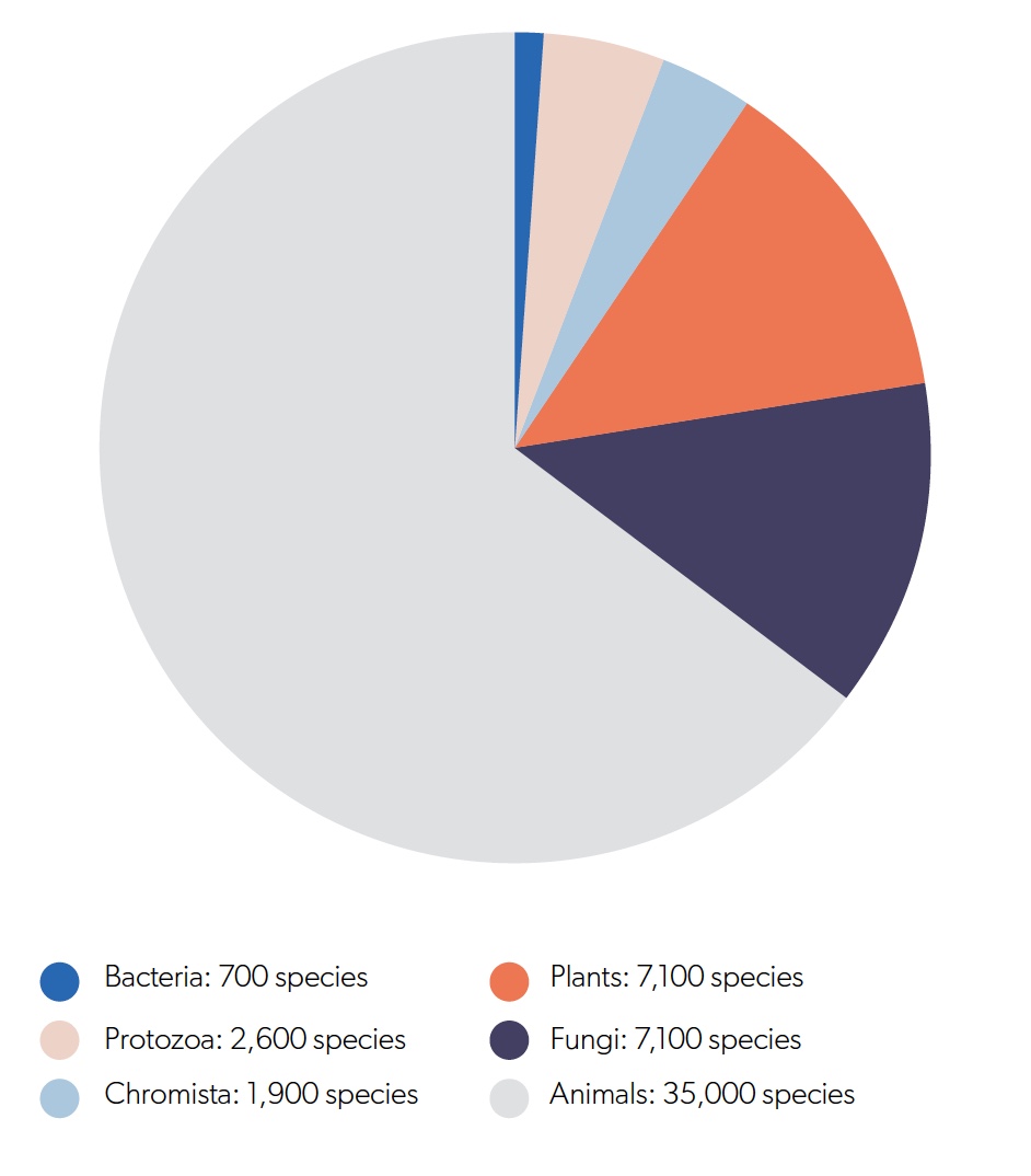 Animal Kingdom Pie Chart