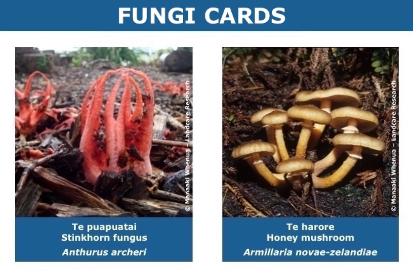 Types Of Fungi