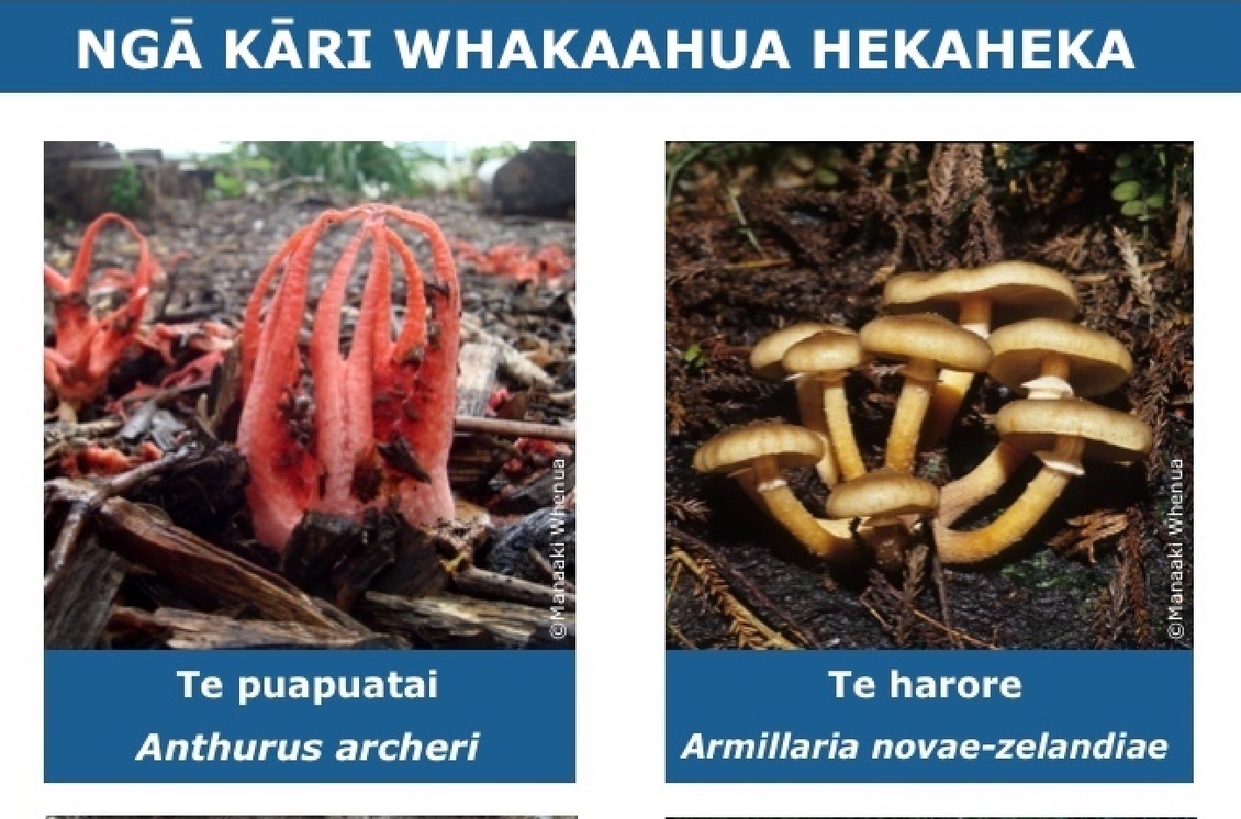 Ngā kāri whakaahua hekaheka — Science Learning Hub