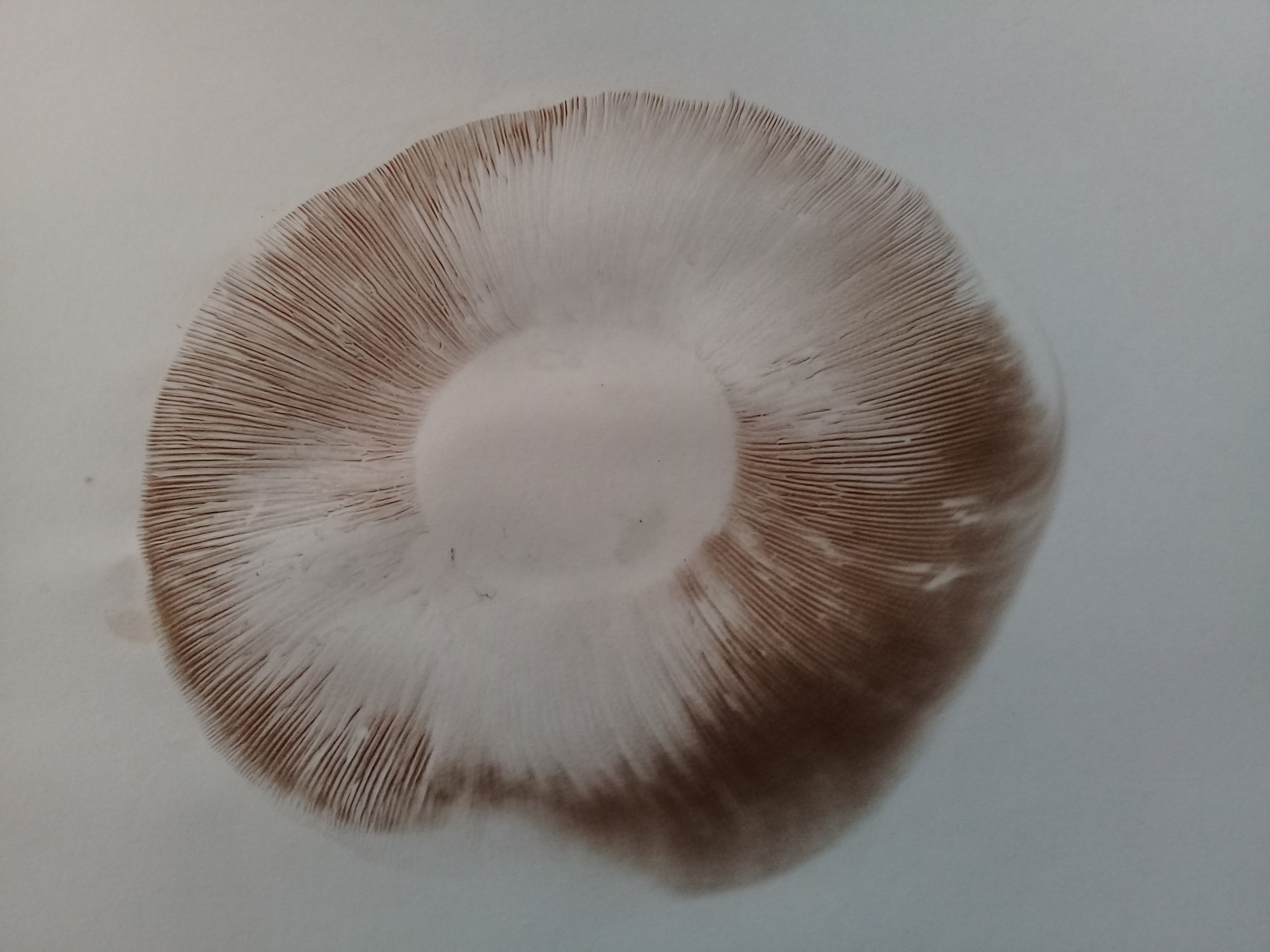 Te mahi tānga pua atua harore — Science Learning Hub