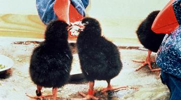 Early efforts saving the takahē — Science Learning Hub