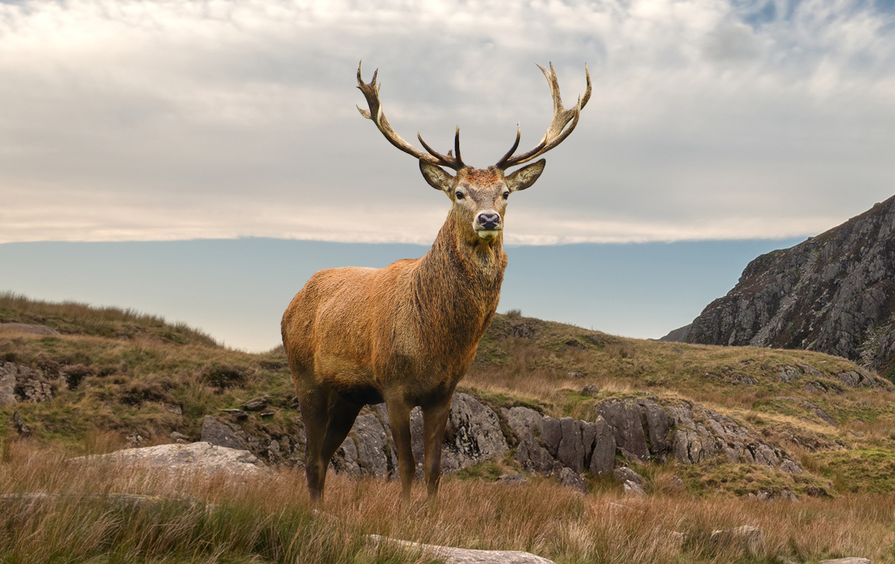 Threats to takahē — Science Learning Hub