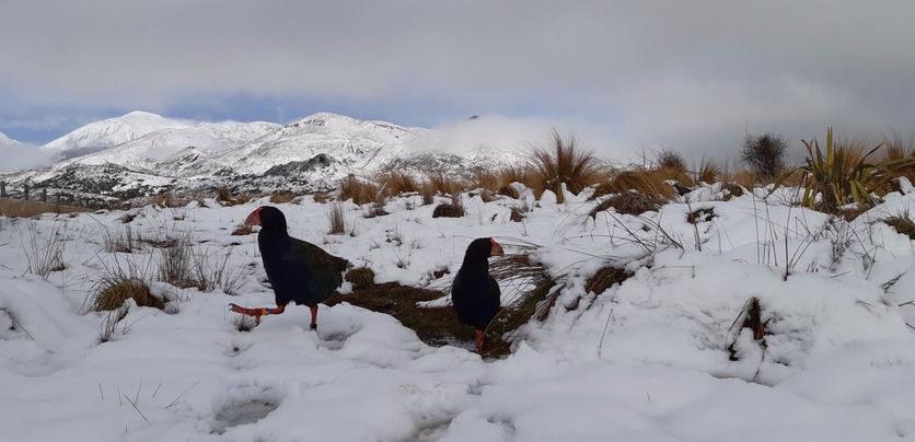 Takahē – an introduction — Science Learning Hub