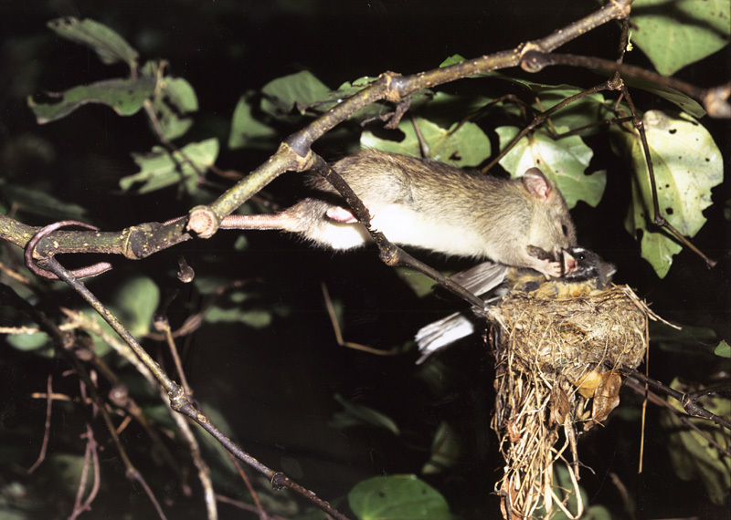 Rat attacking fantail — Science Learning Hub