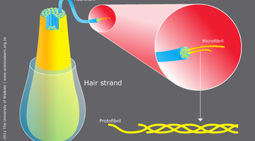 Keratin protein in hair — Science Learning Hub