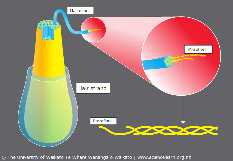 Proteins — Science Learning Hub
