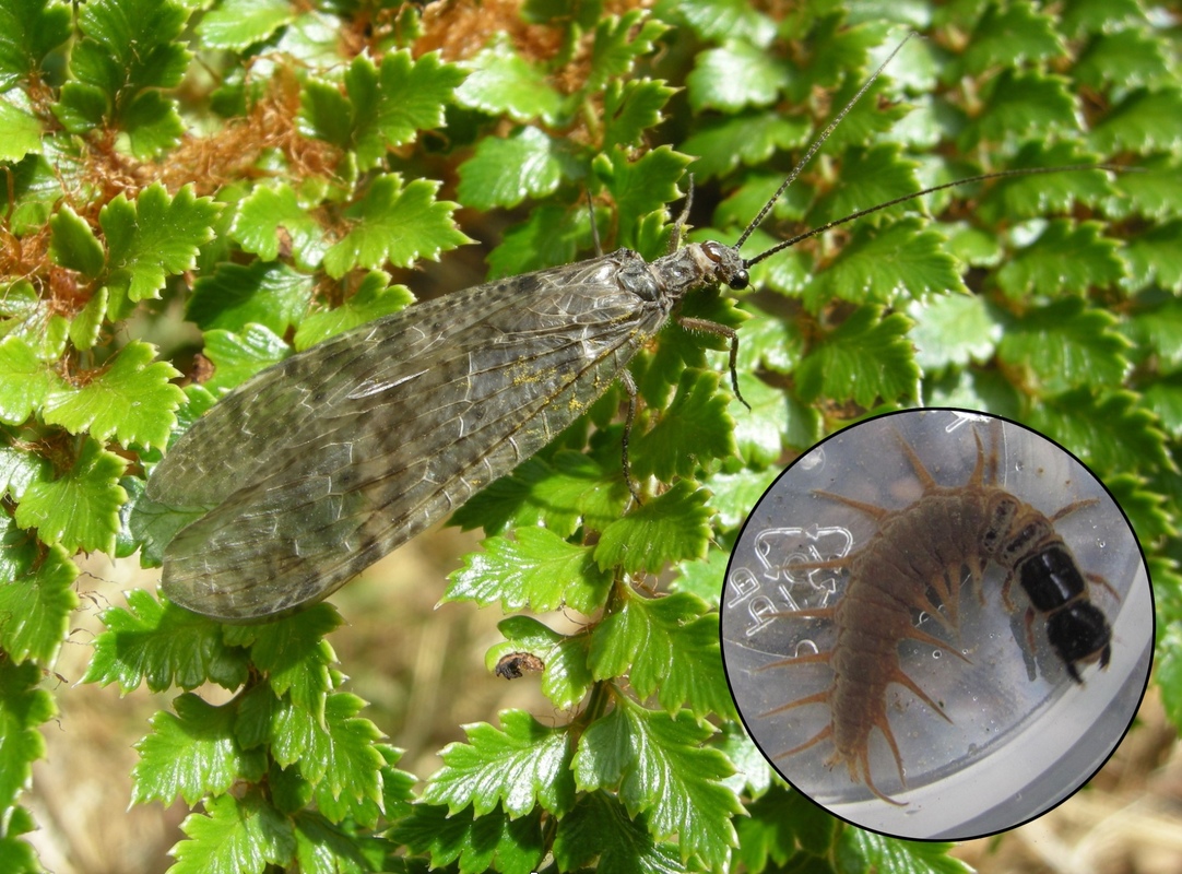 Dobsonfly — Science Learning Hub