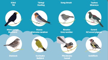 Garden birds – bilingual names — Science Learning Hub