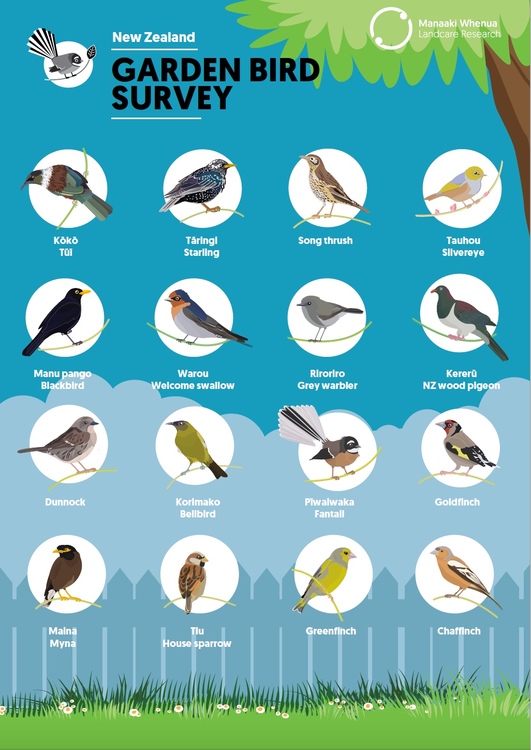 New Zealand Garden Bird Survey – a context for learning — Science ...
