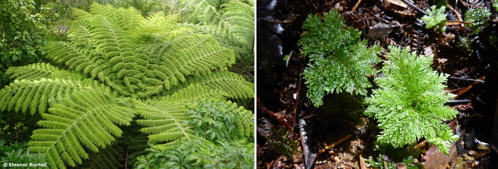 Non Vascular Plants List P4's Classroom Blog: Vascular Vs.