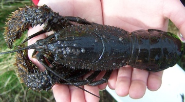 He kōura wai māori — Science Learning Hub