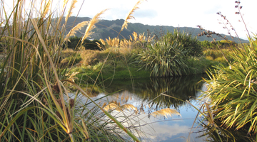 Ngā momo Galaxiidae ka kīia he matamata, he inanga — Science Learning Hub