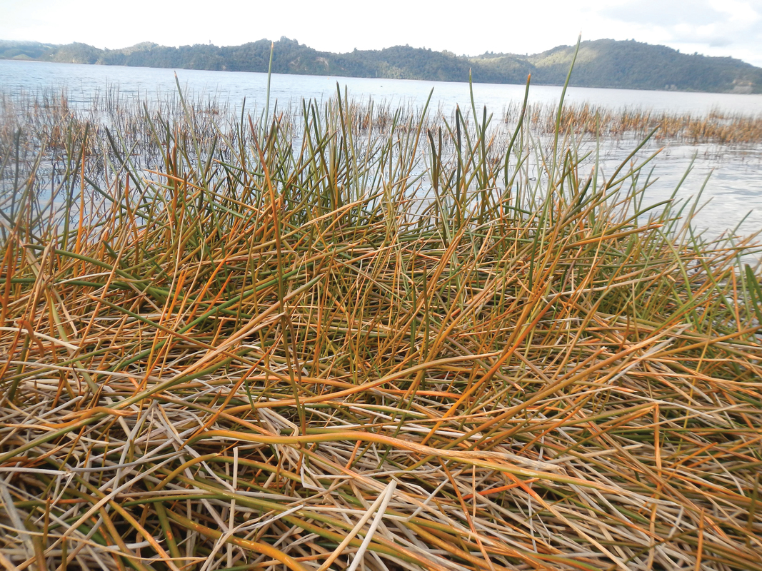 Ngā tae māori o te kuta — Science Learning Hub