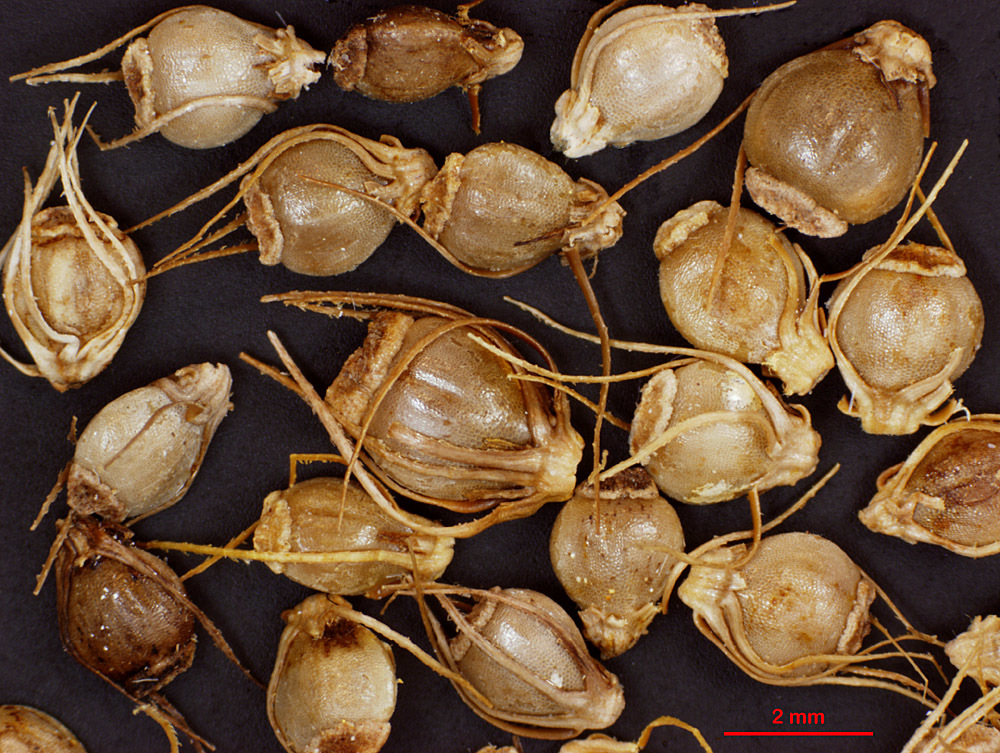 He kākano kuta — Science Learning Hub