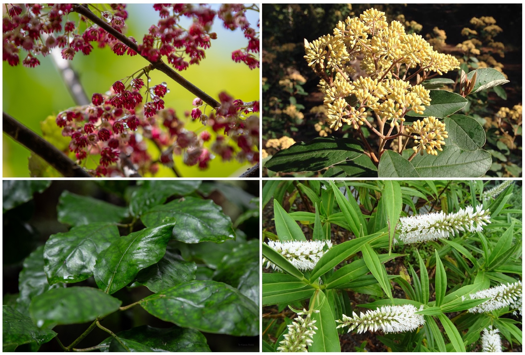 Ngā rongoā o ngā repo — Science Learning Hub