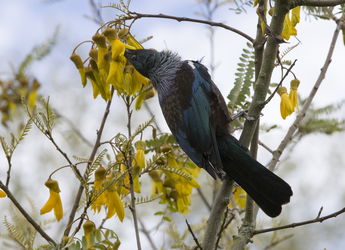 He tūī e kai ana i te kōwhai — Science Learning Hub
