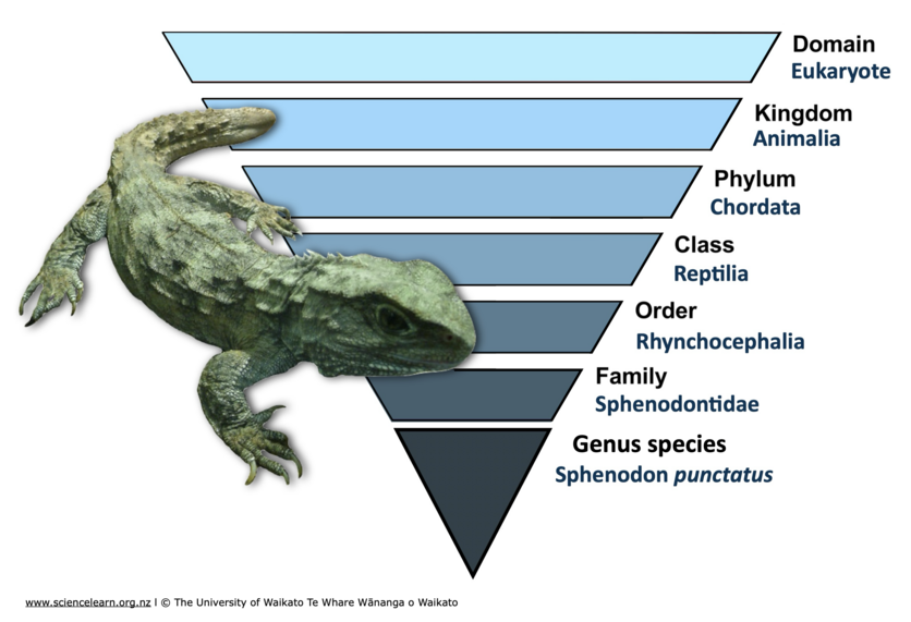 What Is The Modern Classification System Of Organisms