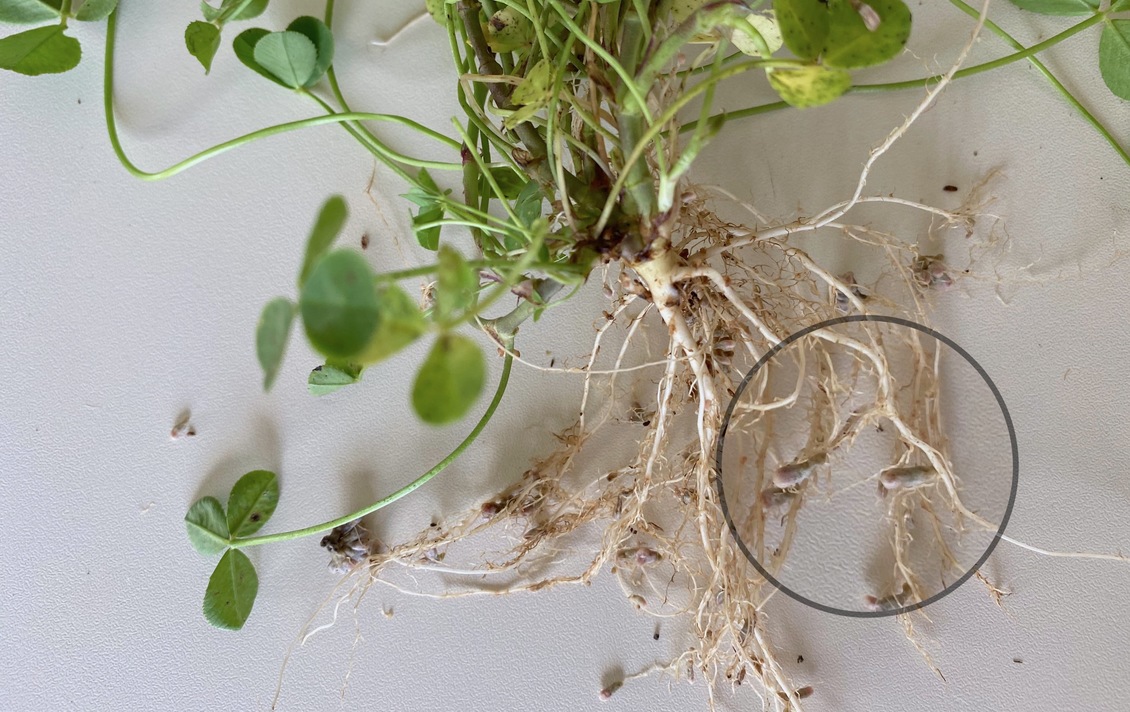 Pasture legumes — Science Learning Hub