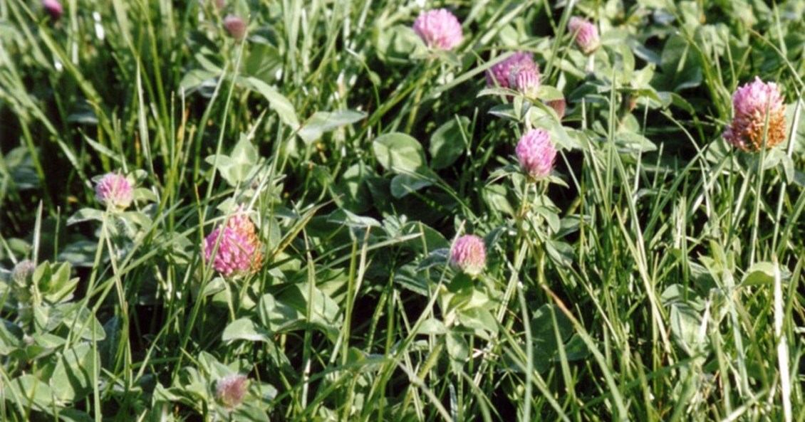 Clover — Science Learning Hub