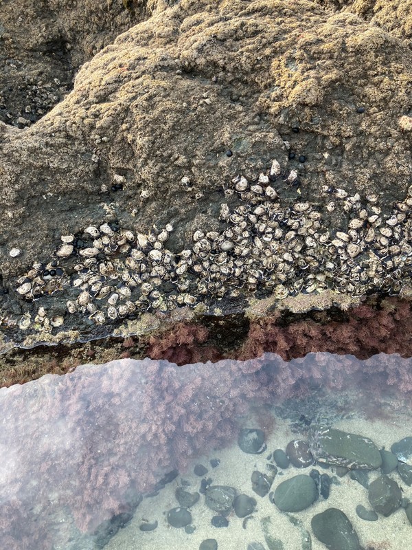 Rock pool zonation at Kūaotunu Beach — Science Learning Hub