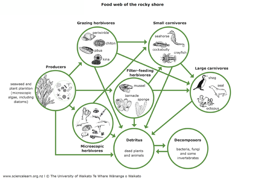Mangrove Forest Food Web