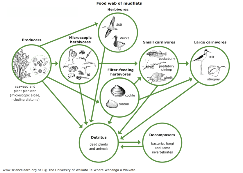 Intertidal Zone Food Web