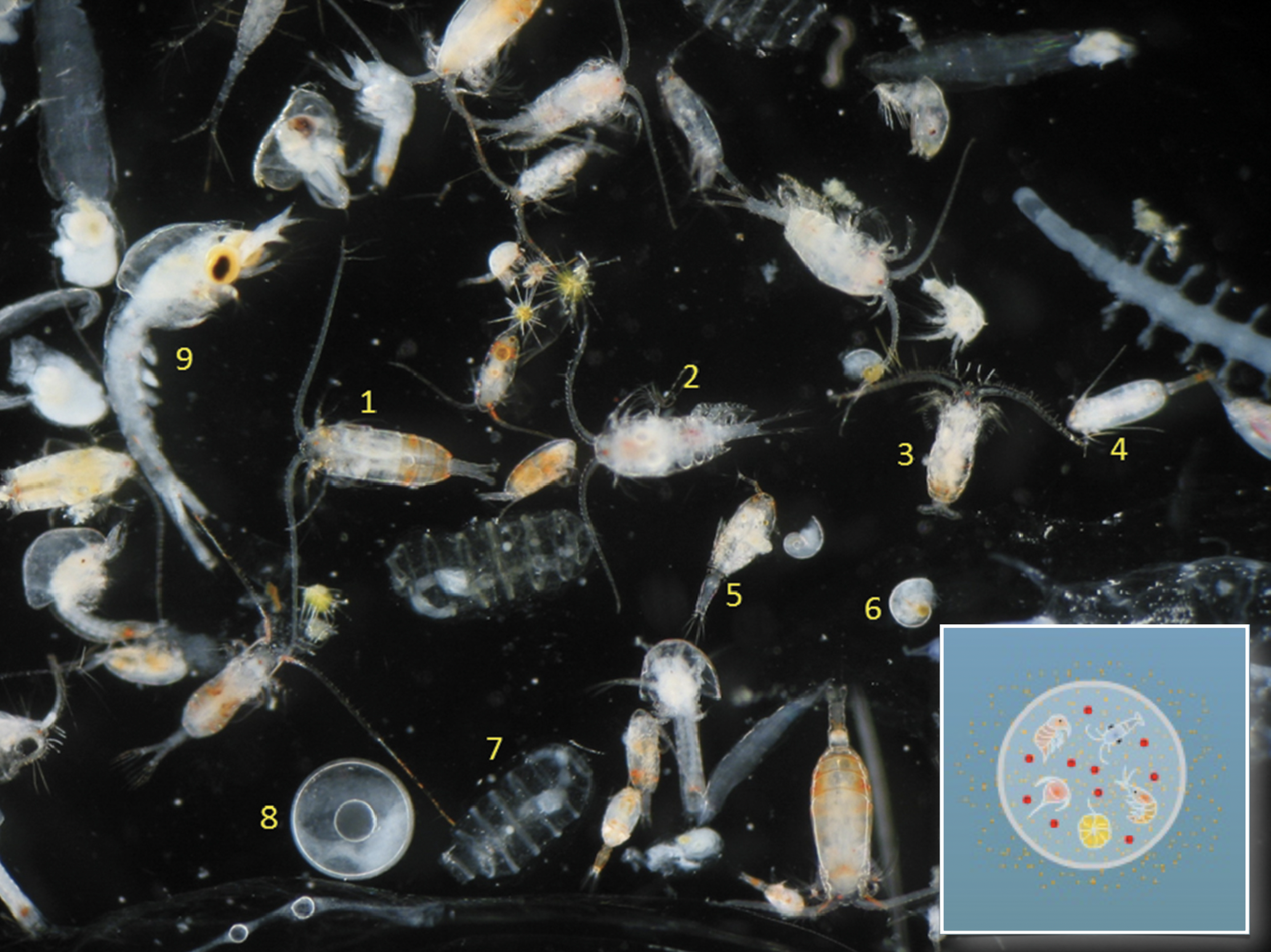 Zooplankton Vs Phytoplankton Sciencing Small But Mighty, Plankton Are