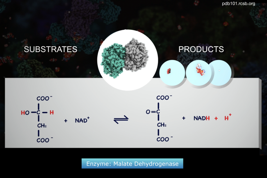 Enzyme malate dehydrogenase — Science Learning Hub