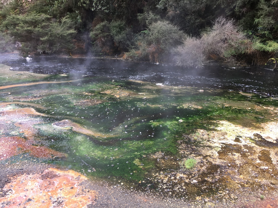 Geothermal extremophiles — Science Learning Hub