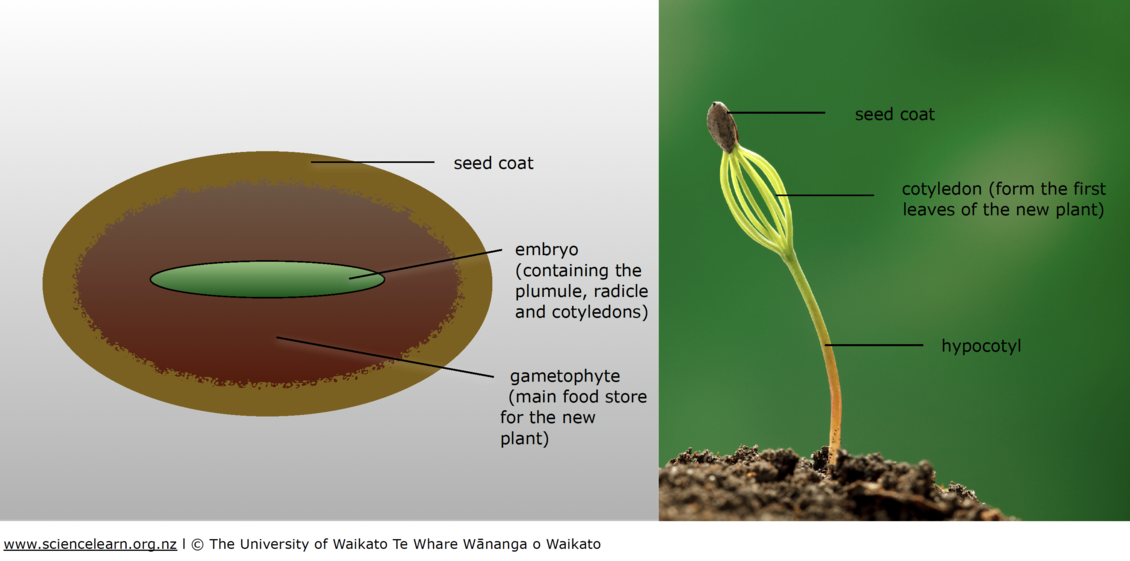 The seed and seedling of a conifer — Science Learning Hub