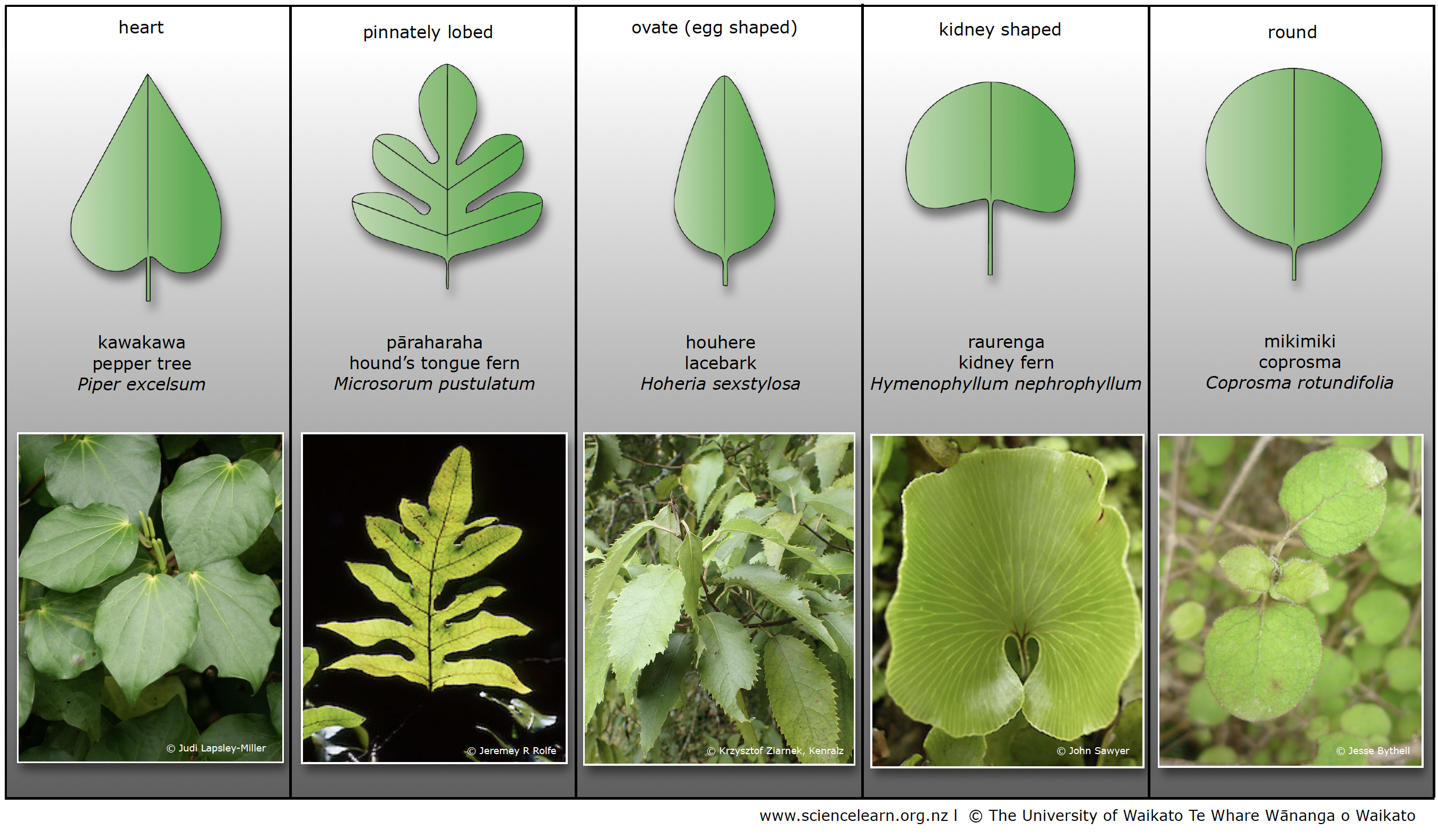 Shapes Of Leaves And Their Names