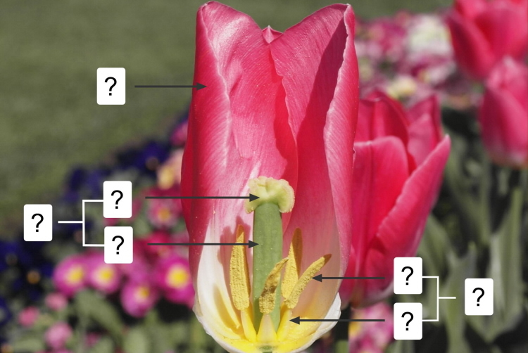 Basic Parts Of A Flower Cell Parts, Cell Parts And Functions, Cell