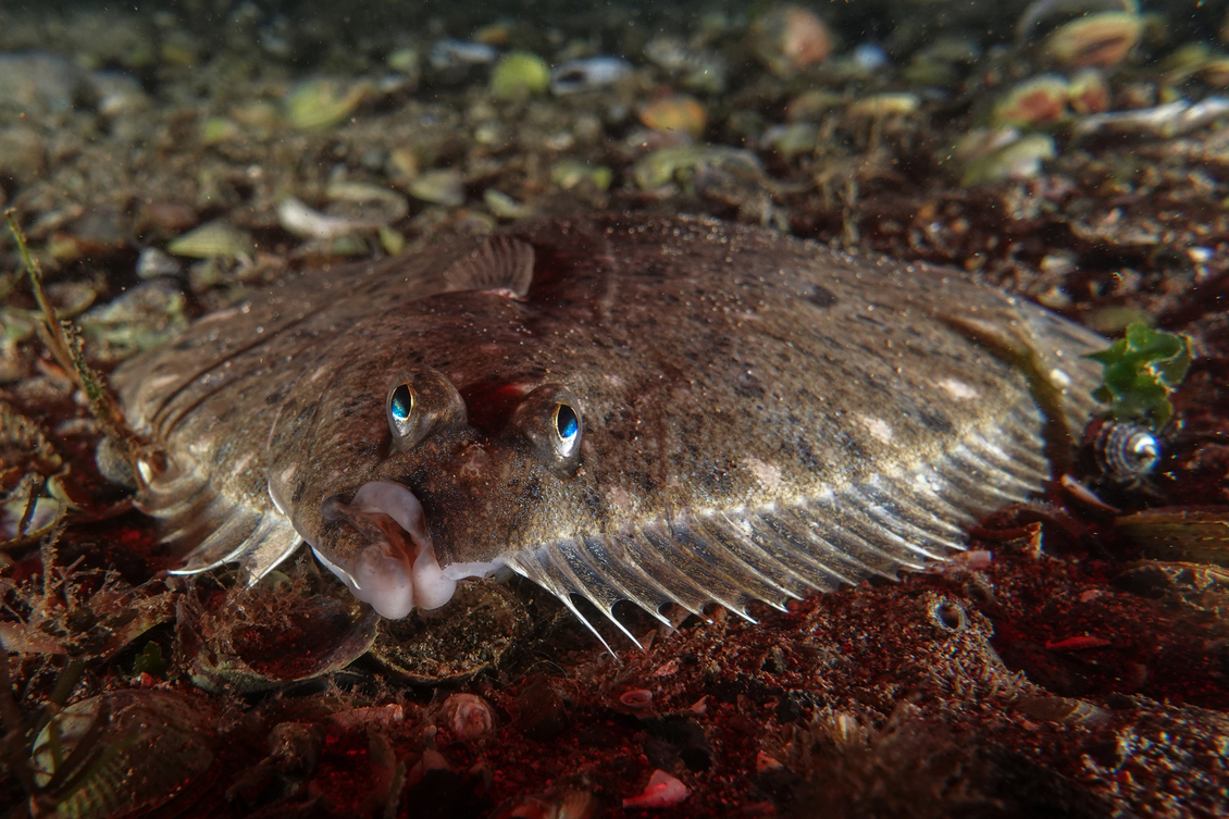 Pātiki, a taonga species — Science Learning Hub