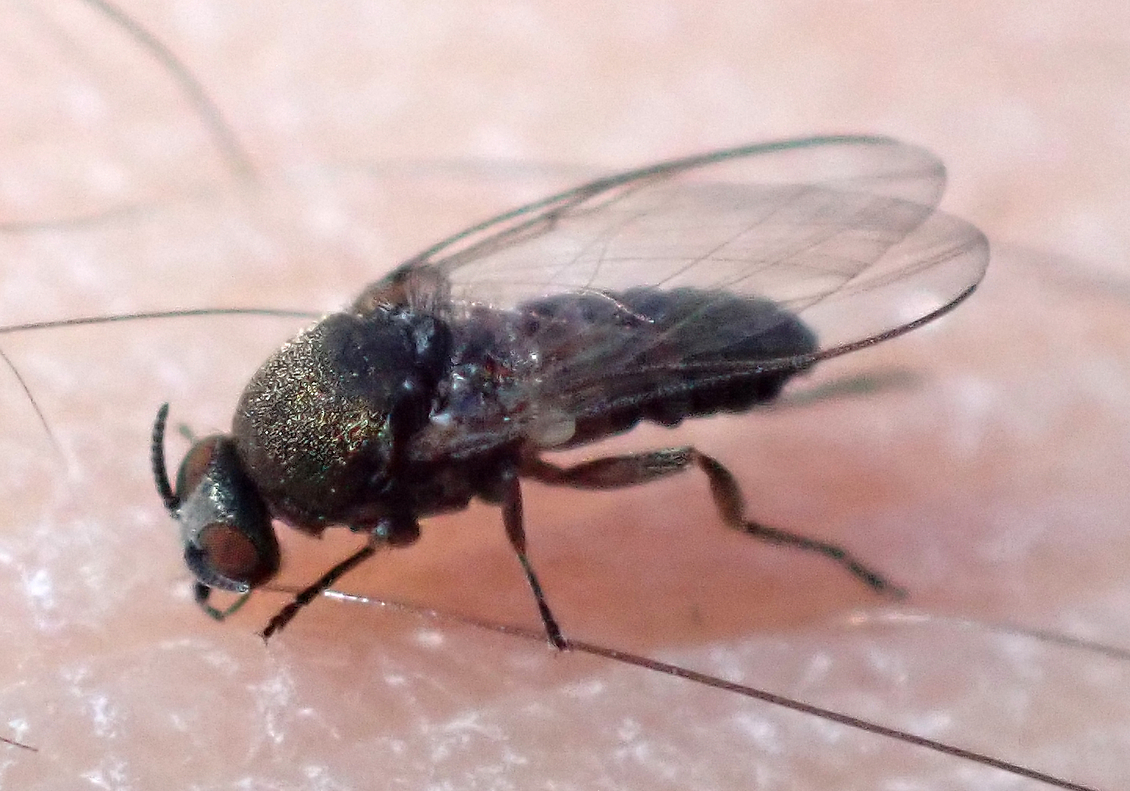 Sandfly — Science Learning Hub