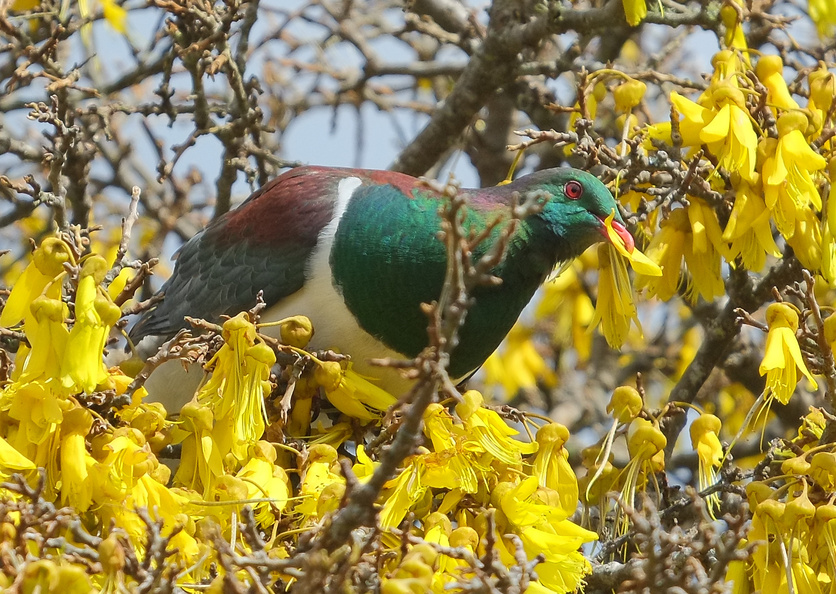 Mātauranga Māori of kōwhai — Science Learning Hub