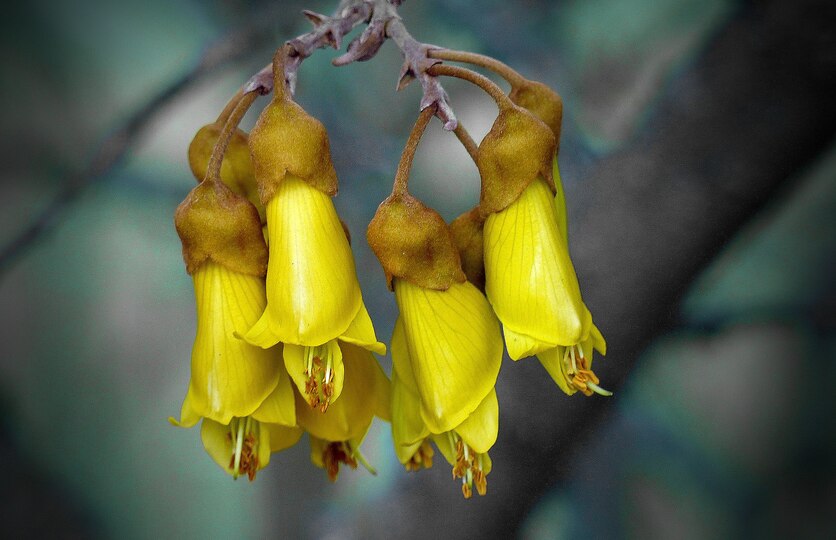 Mātauranga Māori of kōwhai — Science Learning Hub