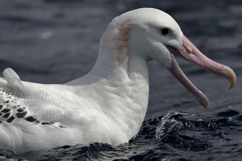 Toroa – our giants of the skies — Science Learning Hub